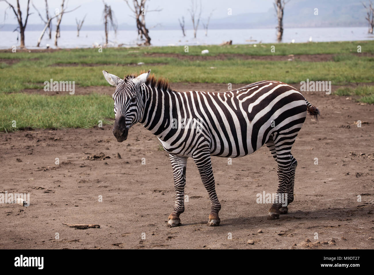 Mammal zebra common hi-res stock photography and images - Alamy