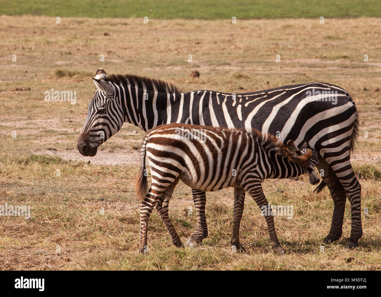 Mammal zebra common hi-res stock photography and images - Alamy