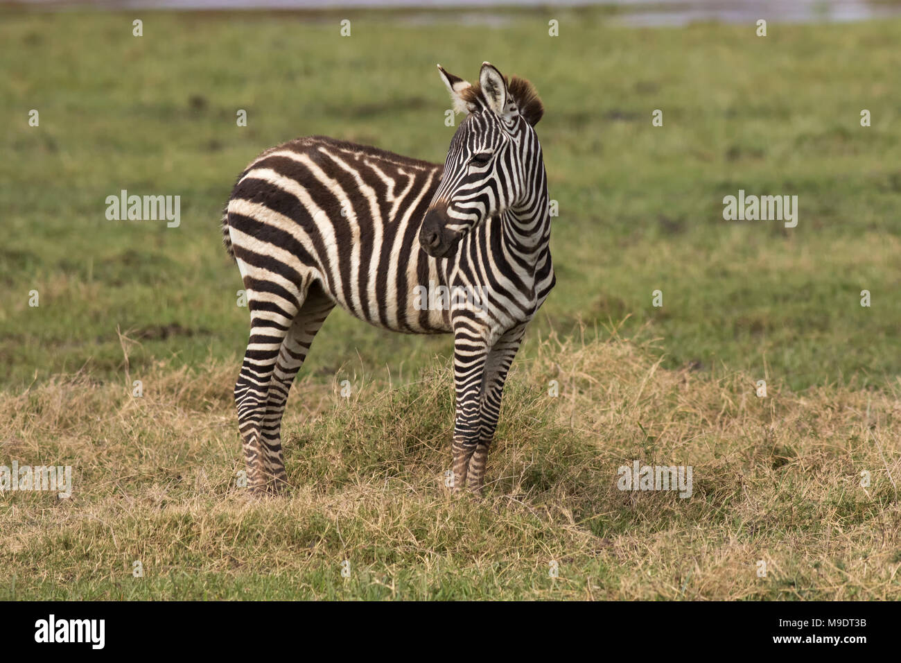 Mammal zebra common hi-res stock photography and images - Alamy