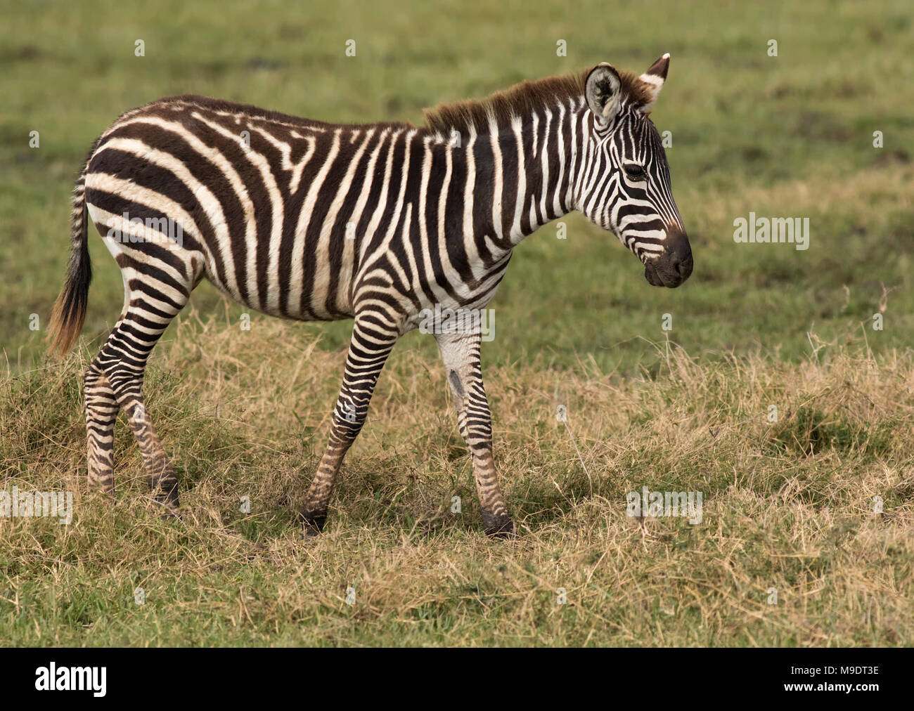 Mammal zebra common hi-res stock photography and images - Alamy