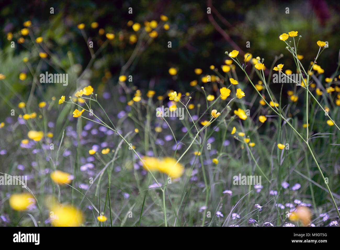 Yellow buttercups Ranunculus with violet forget-me-nots Myosotis Stock ...