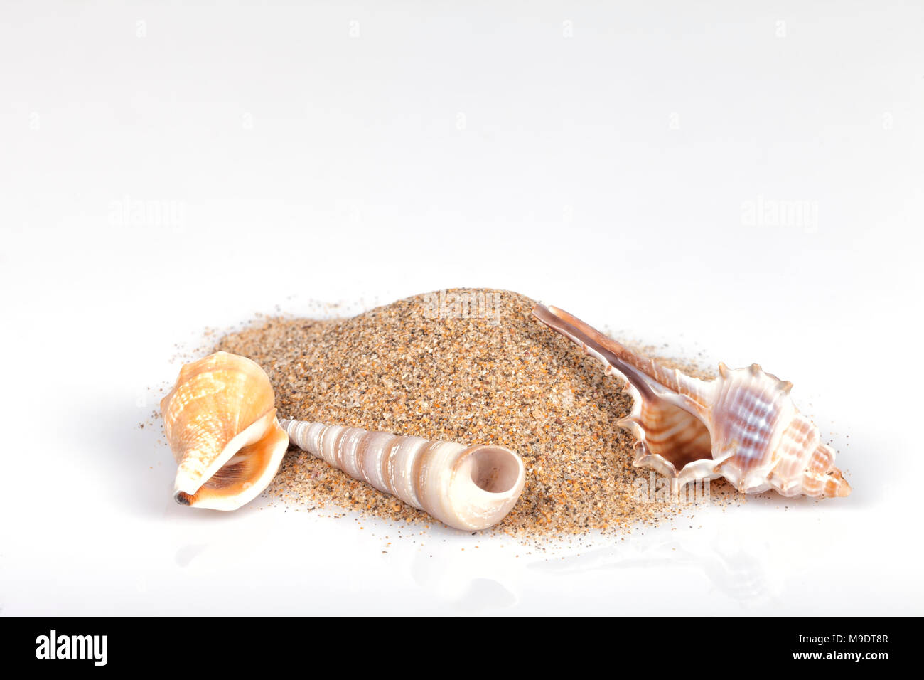 Three mollusk shells with beach sand on white background with ...