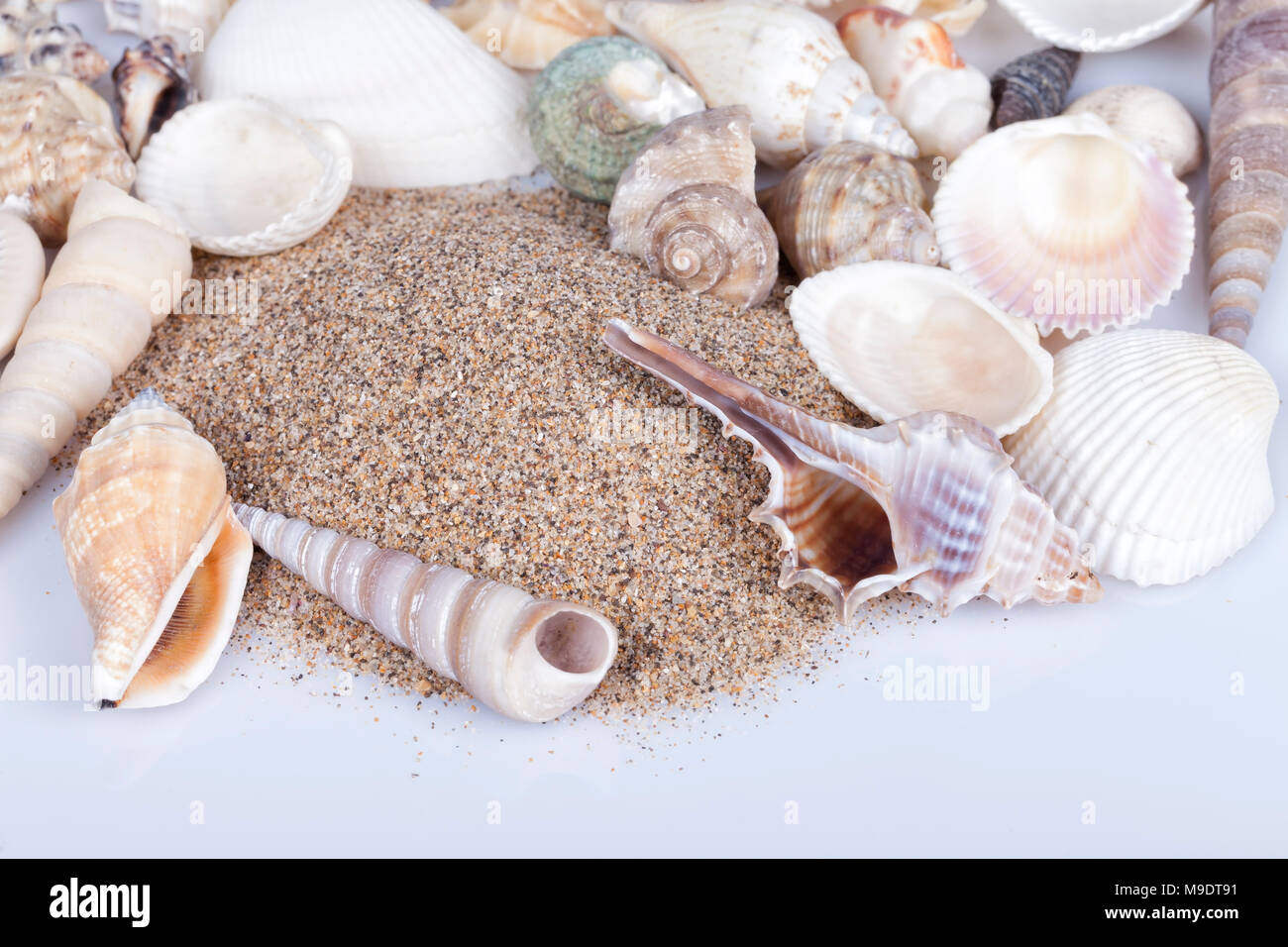 Many mollusk shells with beach sand on white background Stock Photo - Alamy