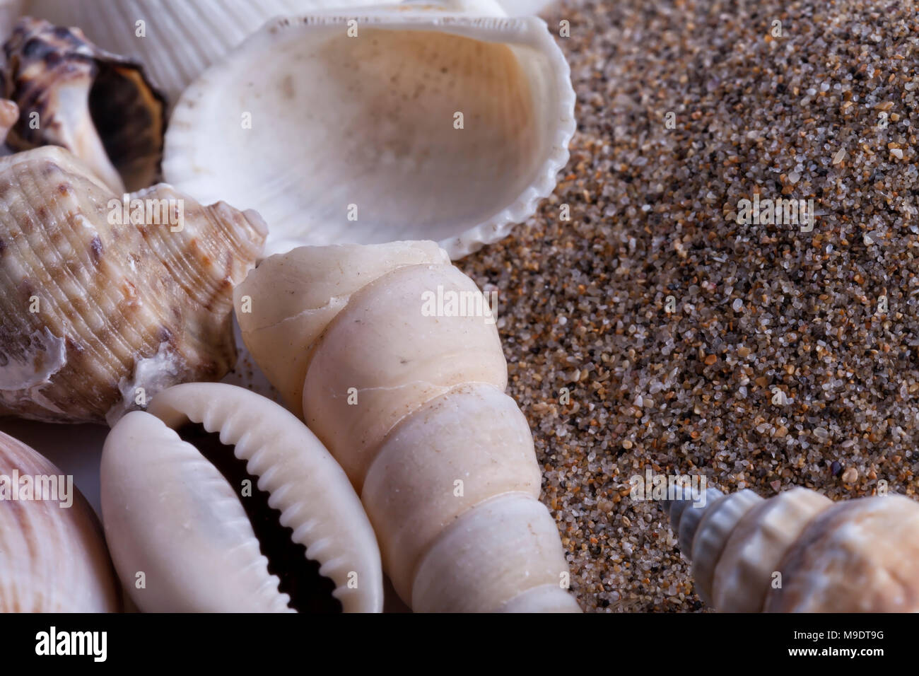 Pile conch shells hi-res stock photography and images - Alamy