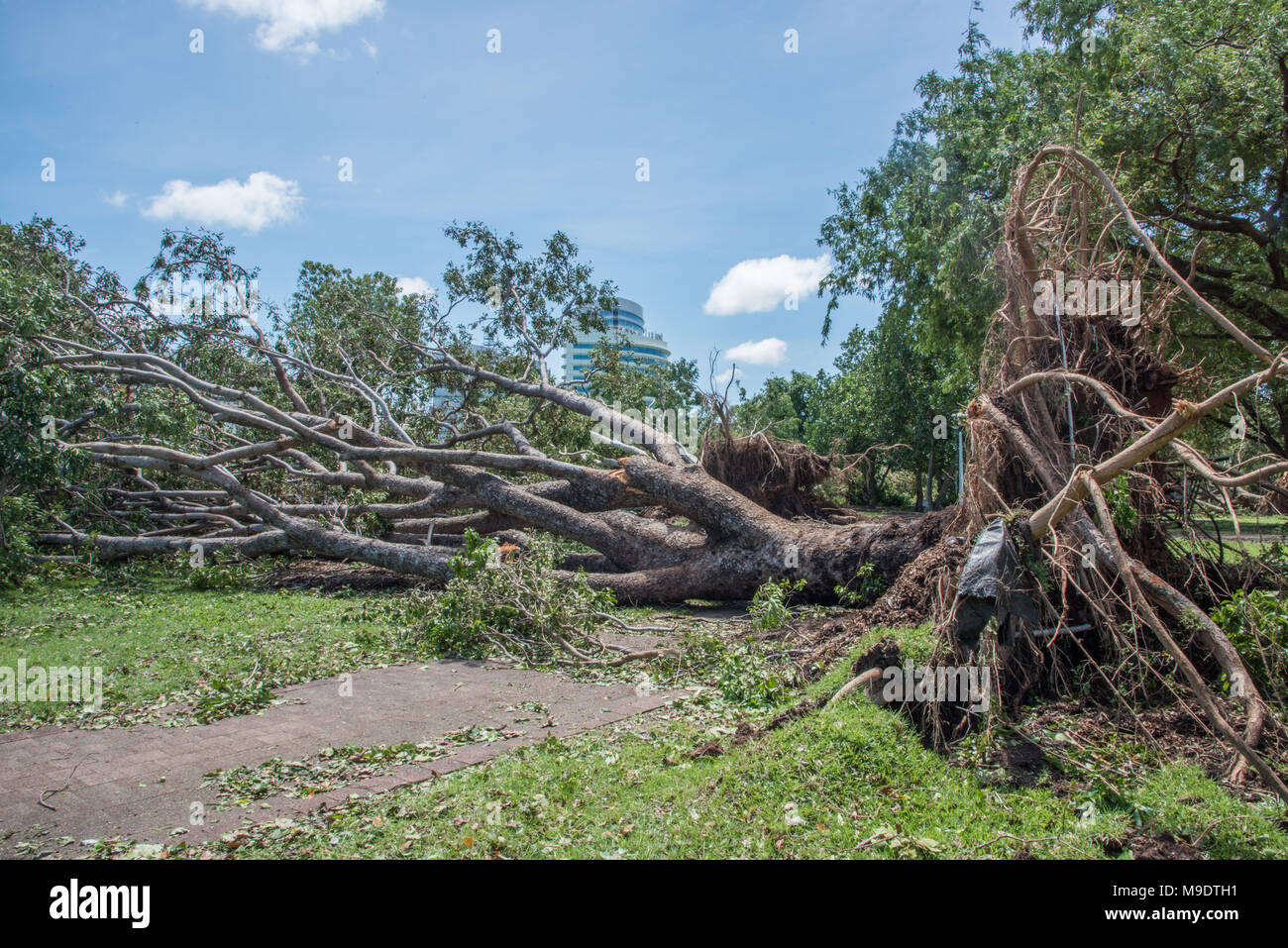 Fallen tree blocking footpath at Bicentennial Park after Cyclone Marcus ...