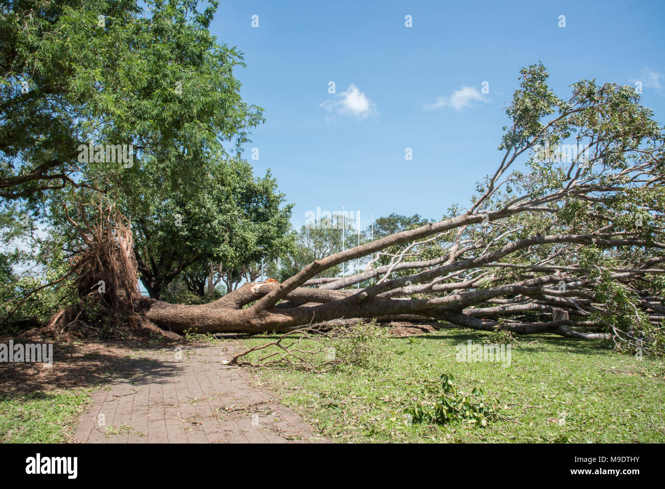 Fallen tree blocking footpath at Bicentennial Park after Cyclone Marcus ...