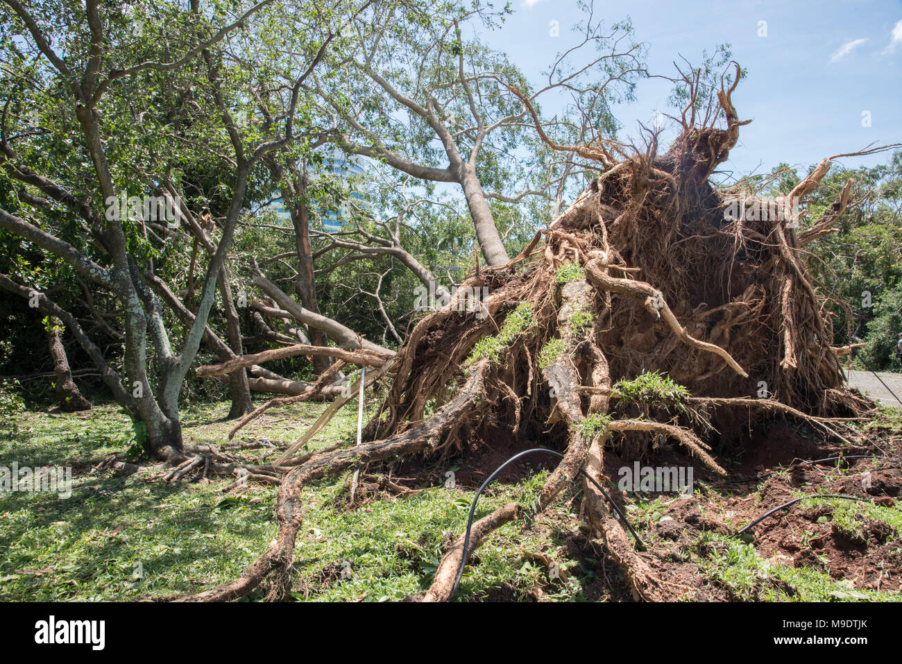 Massive fallen tree at Bicentennial Park in March of 2018 after Cyclone ...
