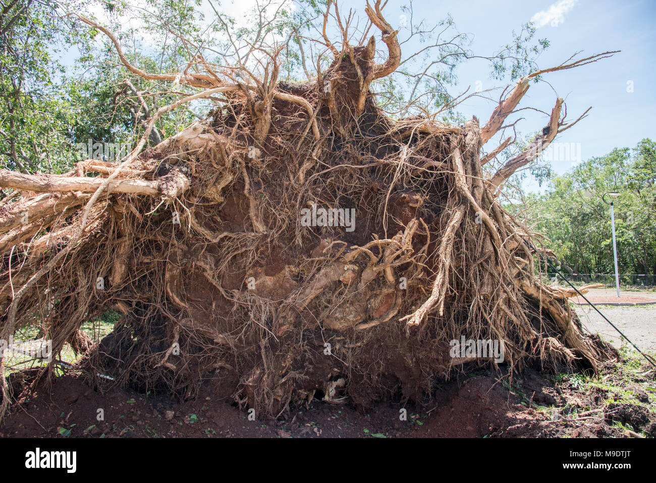 Underside of massive root base of fallen tree after Cyclone Marcus in ...