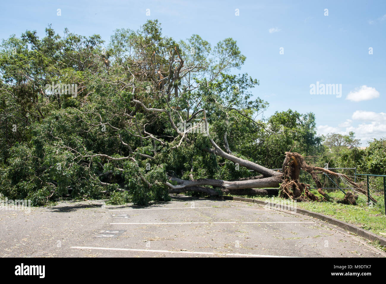 Fallen tree in Bicentennial Park car park after Cyclone Marcus in ...