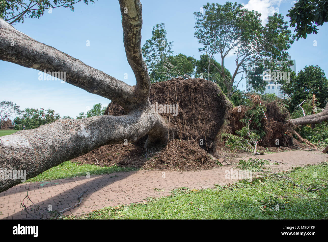 Massive fallen tree with exposed roots at Bicentennial Park after ...