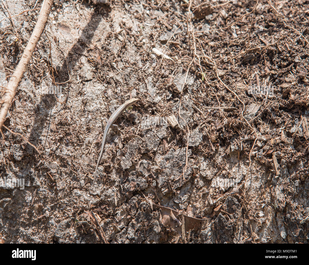 Tree lizard soil hi-res stock photography and images - Alamy