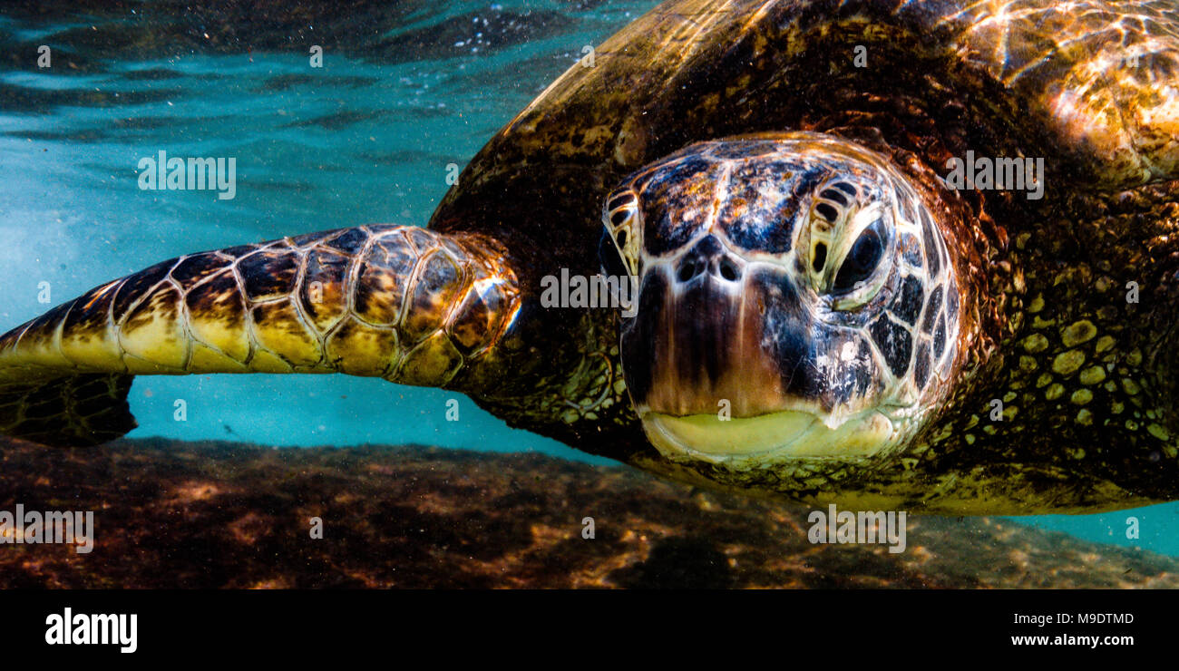 Hawaiian Green Sea Turtle swimming underwater Stock Photo - Alamy