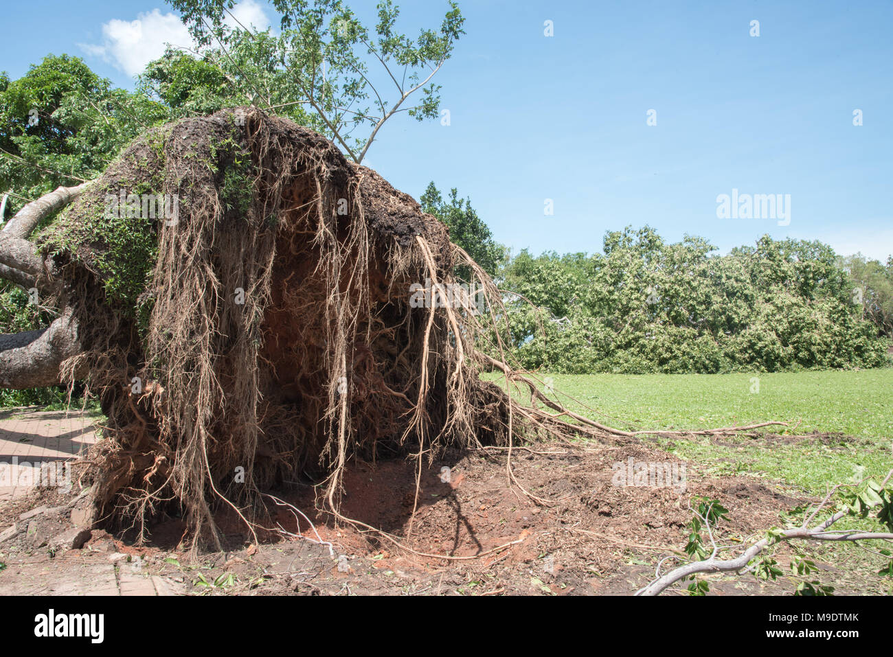 Massive fallen tree with exposed roots at Bicentennial Park after ...