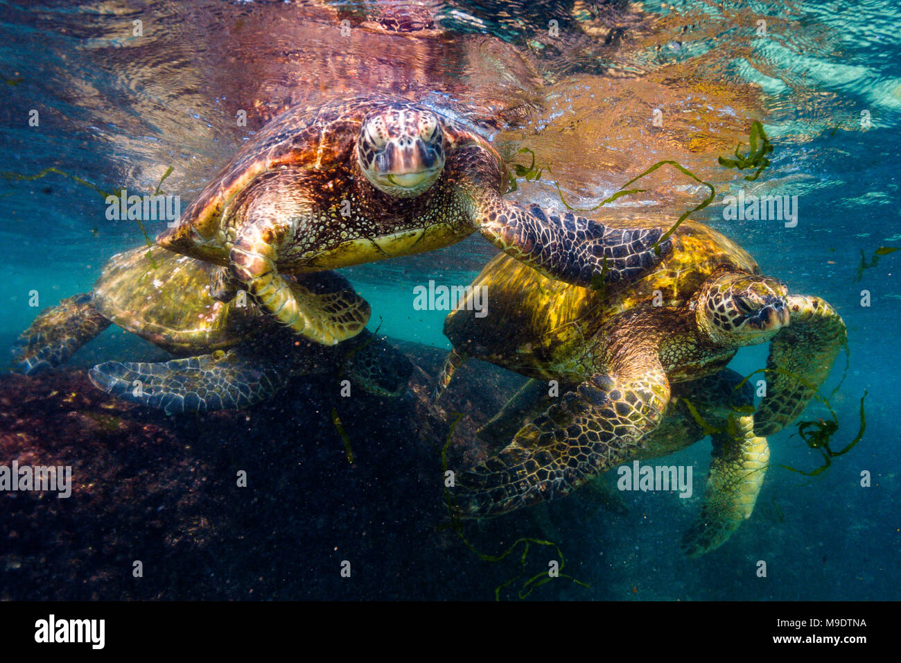 Hawaiian Green Sea Turtle swimming underwater Stock Photo - Alamy