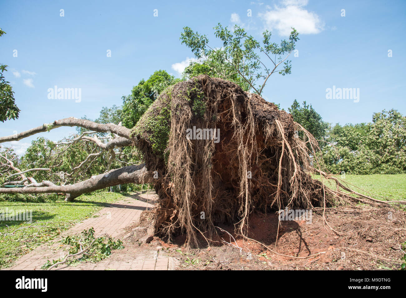 Massive fallen tree with exposed roots at Bicentennial Park after ...