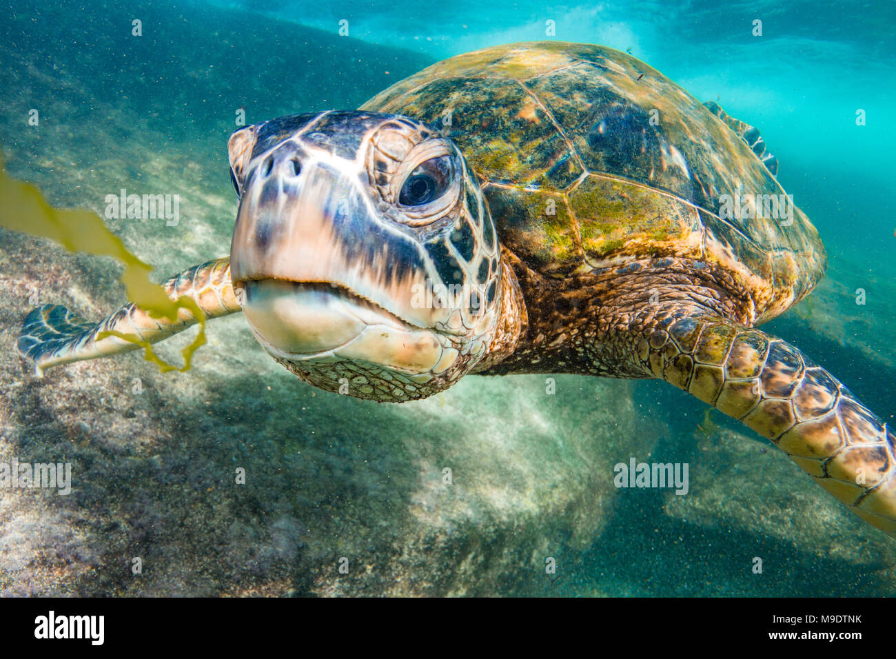 Hawaiian Green Sea Turtle swimming underwater Stock Photo - Alamy