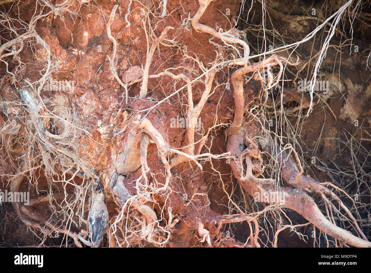 Tree roots on surface soil hi-res stock photography and images - Alamy
