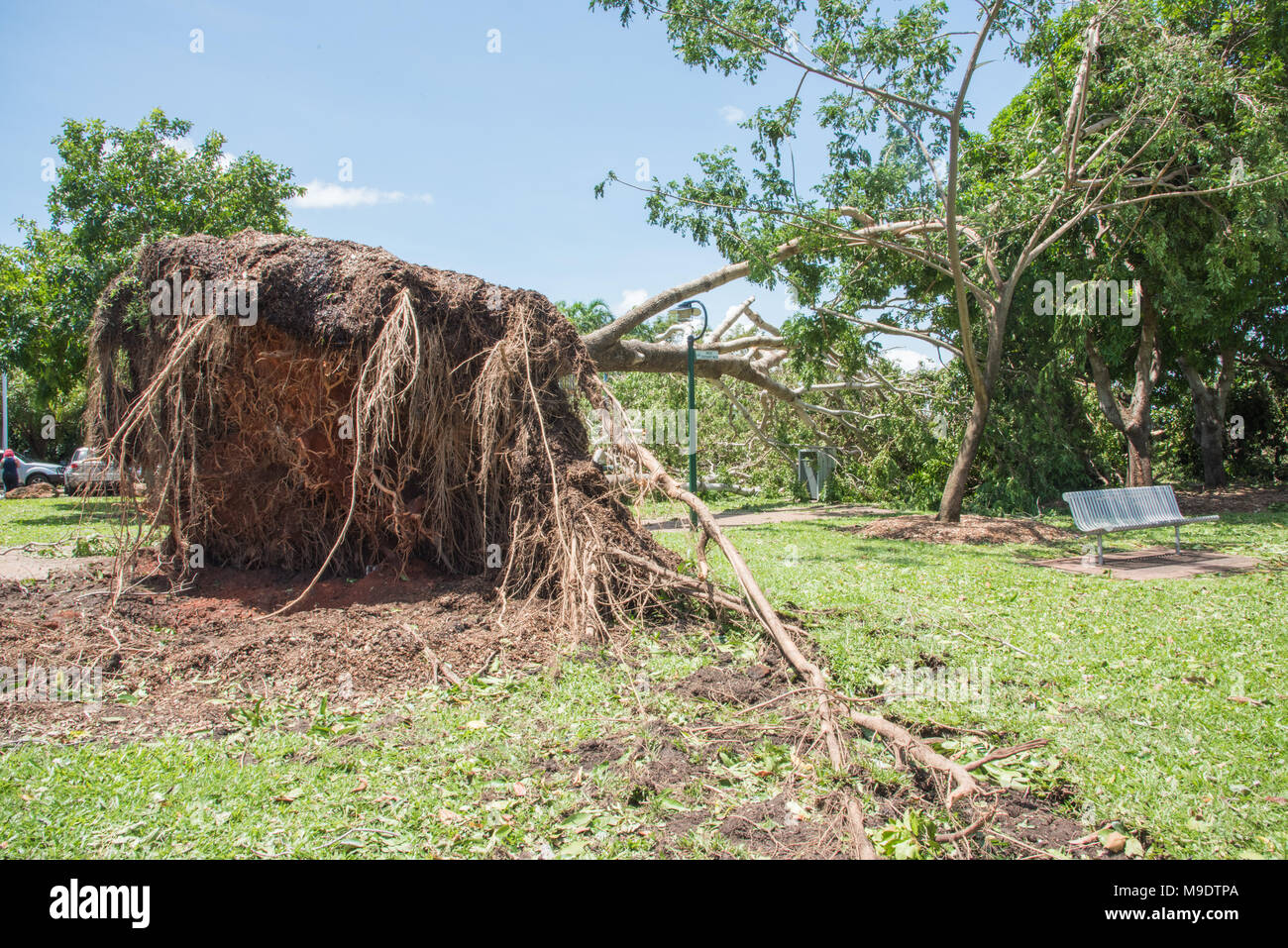 Massive fallen tree at Bicentennial Park after Cyclone Marcus hit in ...