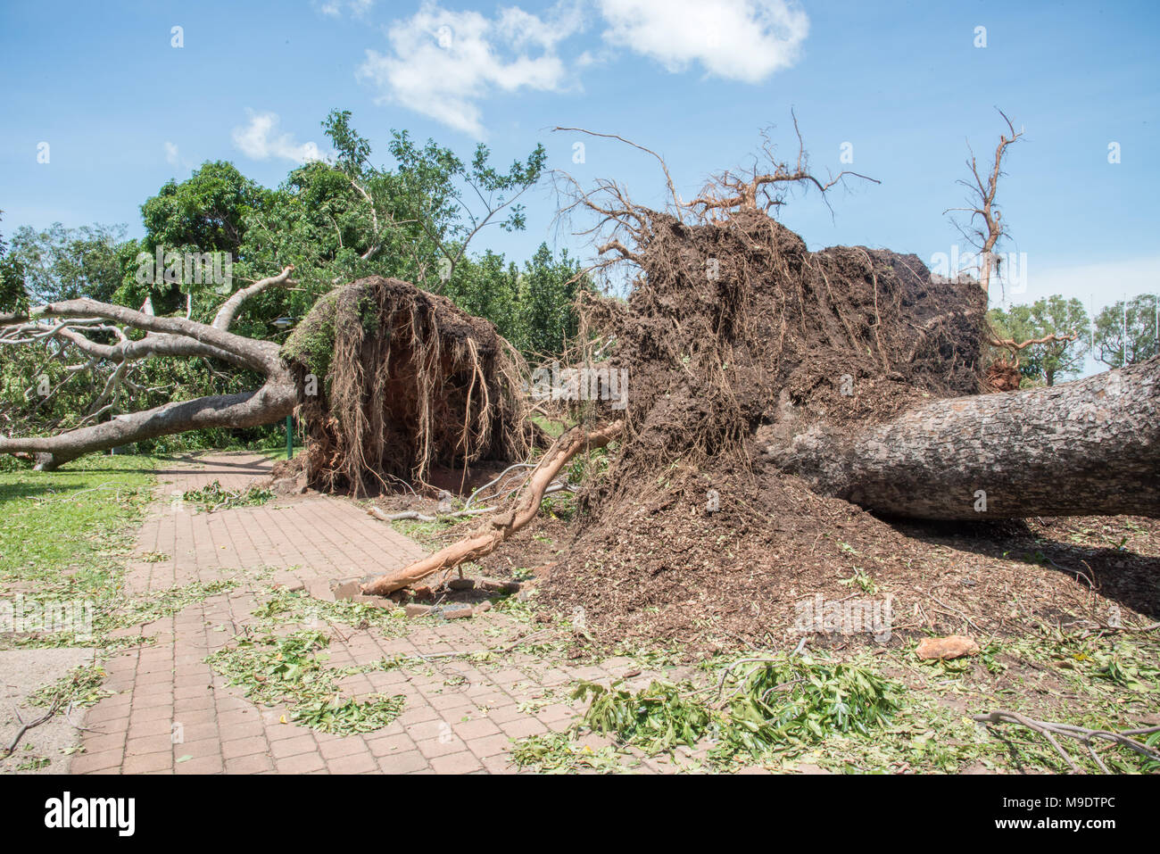 Blocked footpath from fallen trees after Cyclone Marcus damage at ...