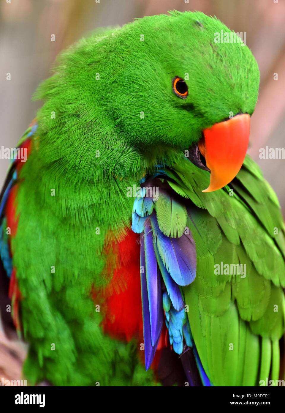 Green tropical rainforests hi-res stock photography and images - Alamy