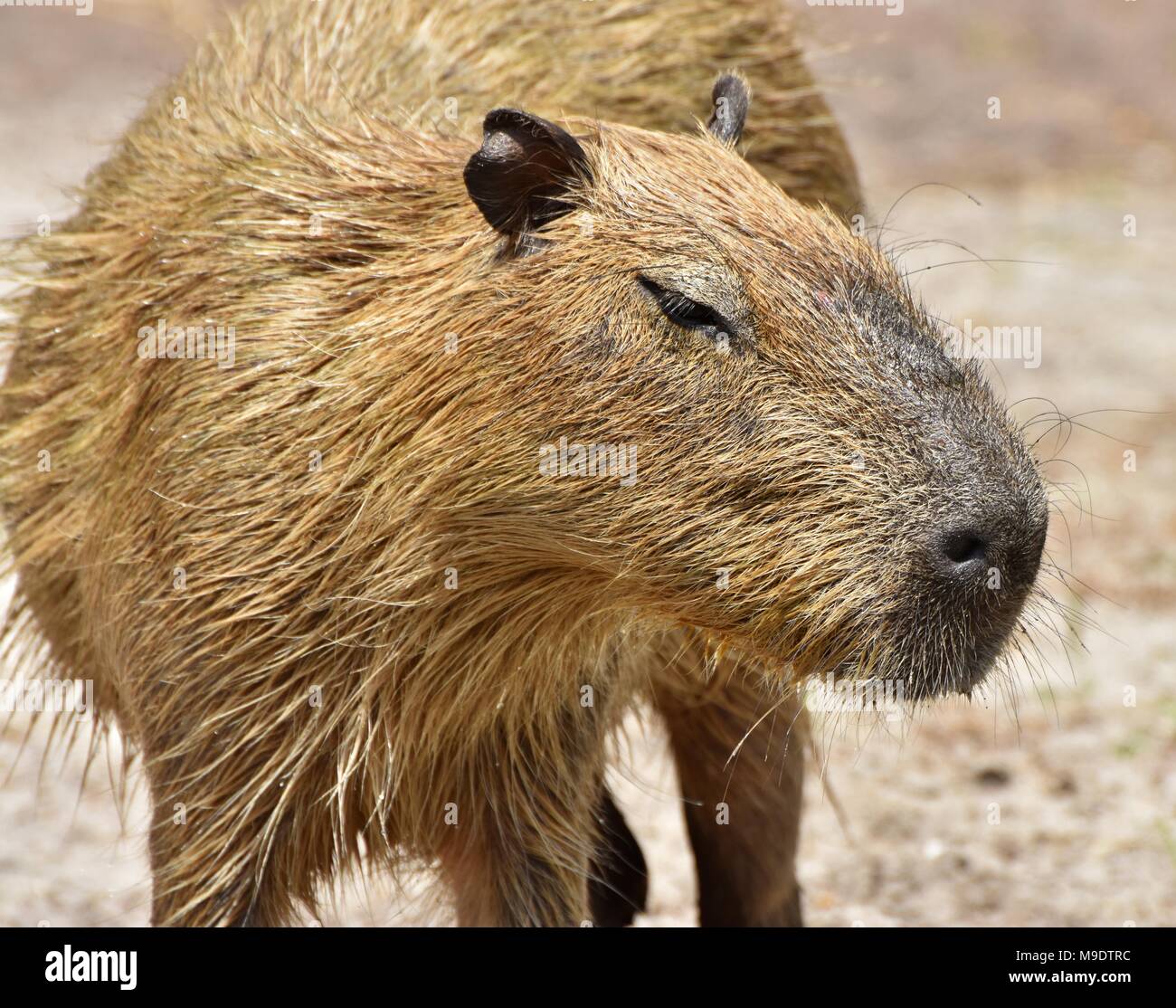 The Capybara (Hydrochoerus hydrochaeris), native to South America is ...
