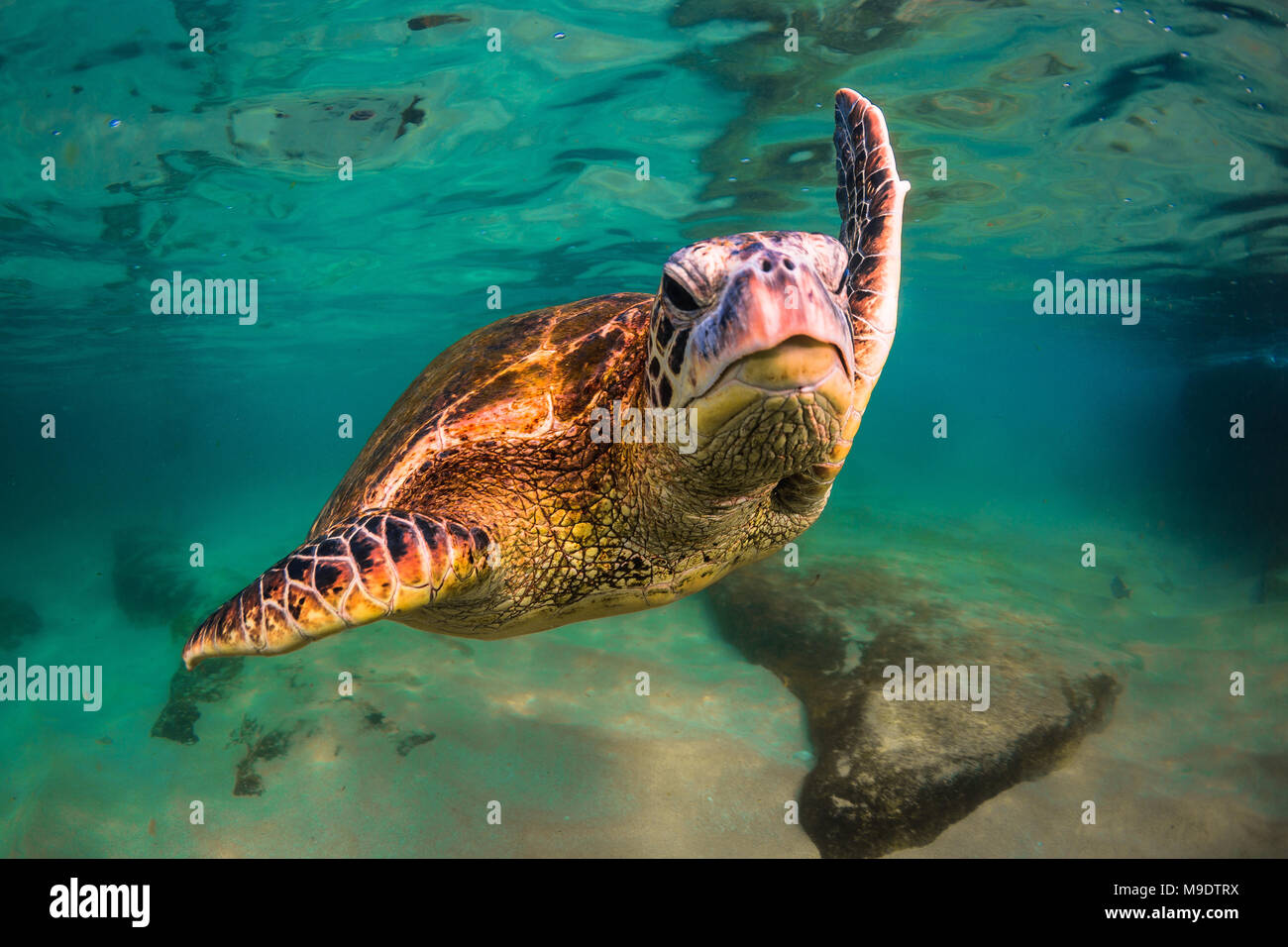 Hawaiian Green Sea Turtle swimming underwater Stock Photo - Alamy