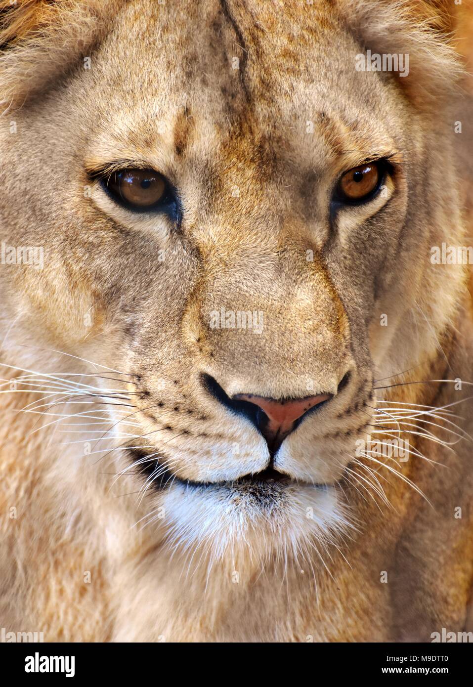 Female Lion Head