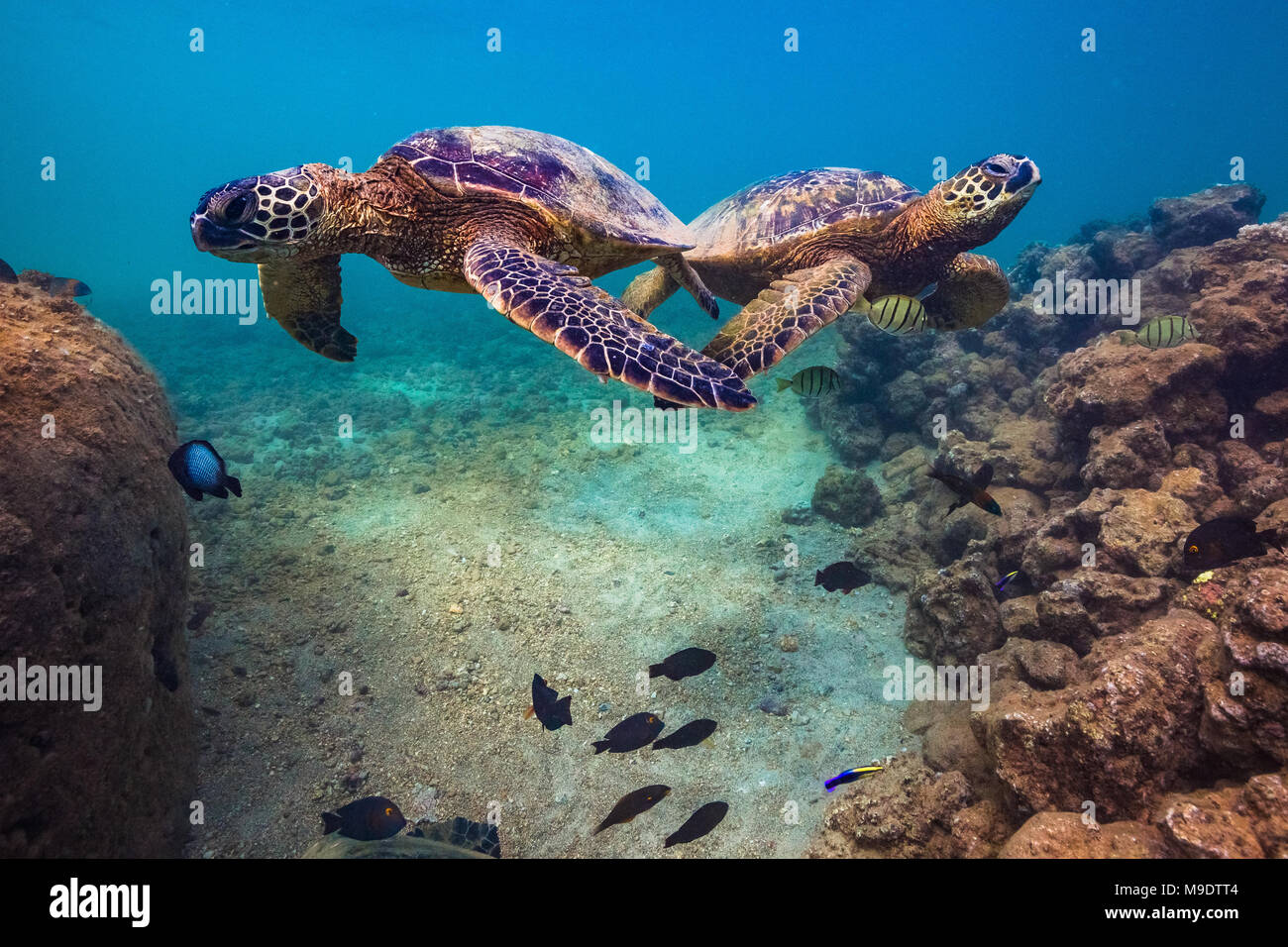 Hawaiian Green Sea Turtle swimming underwater Stock Photo - Alamy