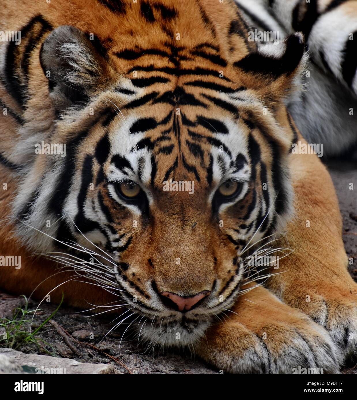 Tiger face hi-res stock photography and images - Alamy
