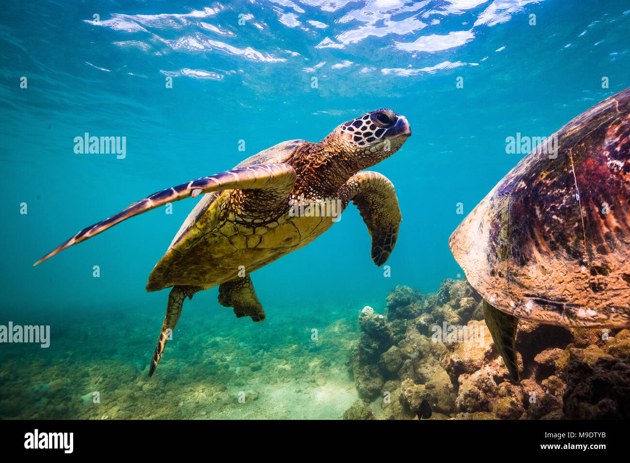 Hawaiian Green Sea Turtle swimming underwater Stock Photo - Alamy