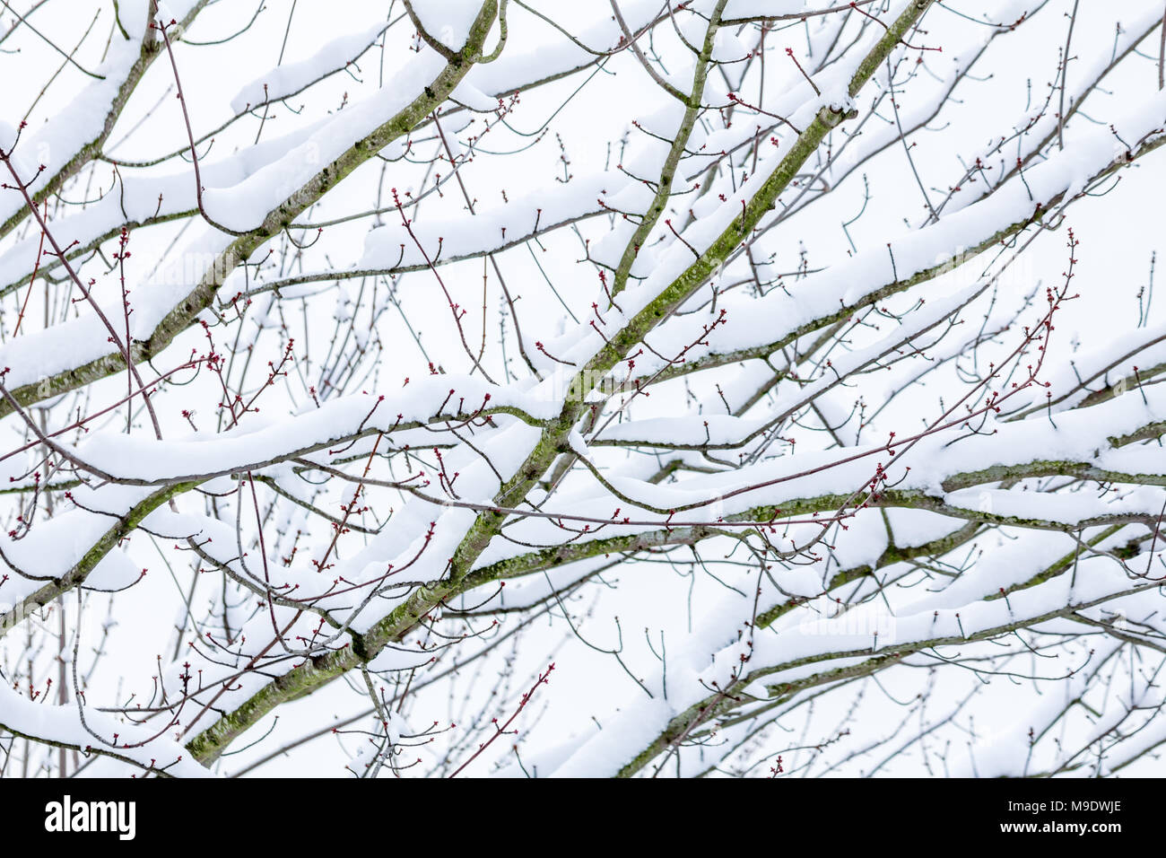 Slender limbs hi-res stock photography and images - Alamy