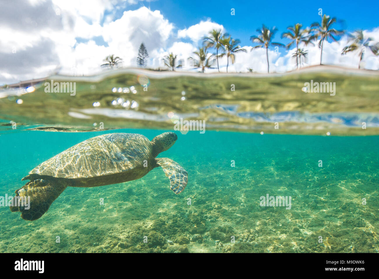Hawaiian Green Sea Turtle swimming underwater Stock Photo - Alamy