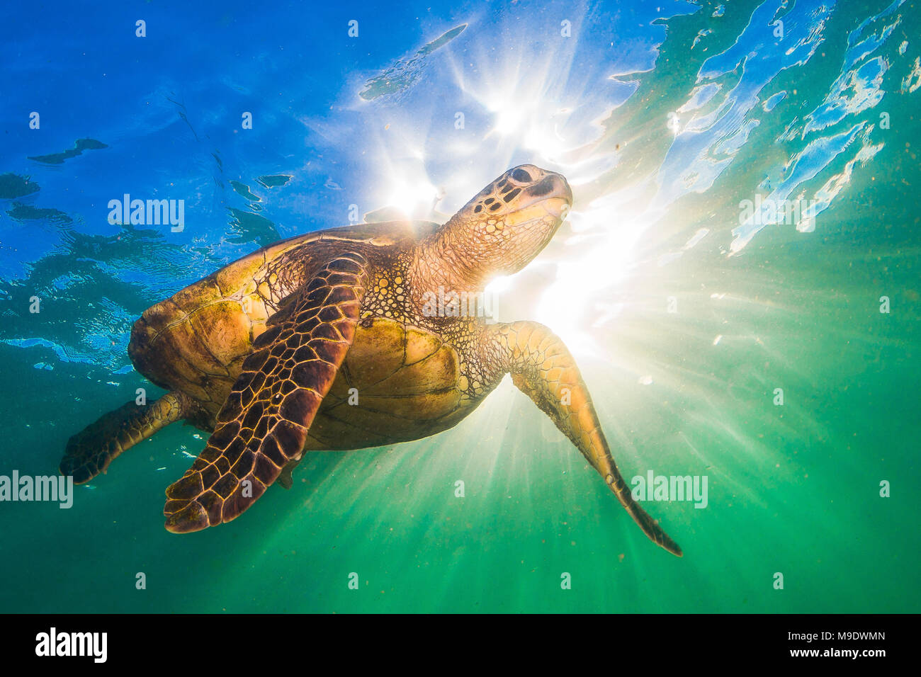 Hawaiian Green Sea Turtle swimming underwater Stock Photo - Alamy