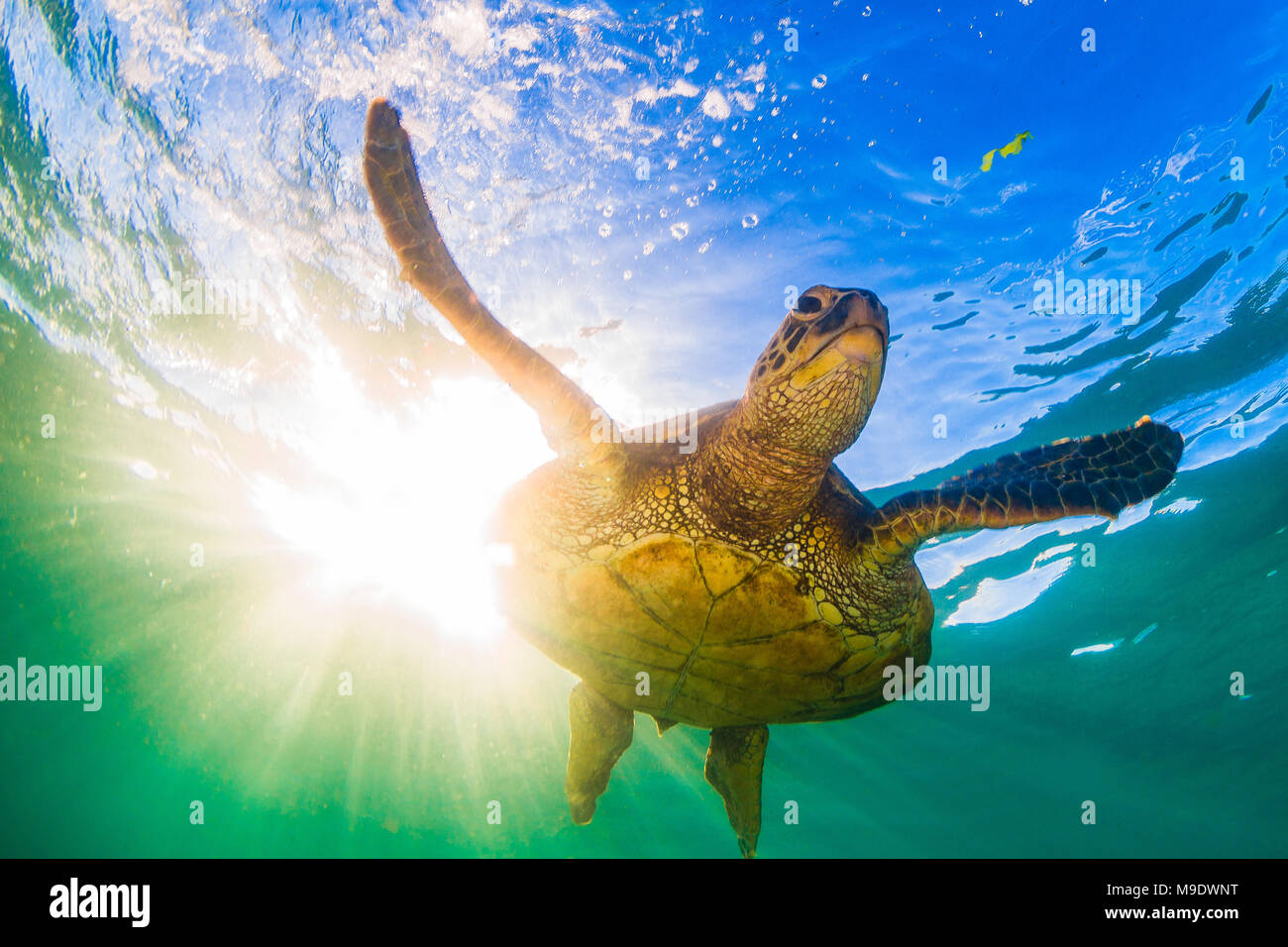 Hawaiian Green Sea Turtle swimming underwater Stock Photo - Alamy