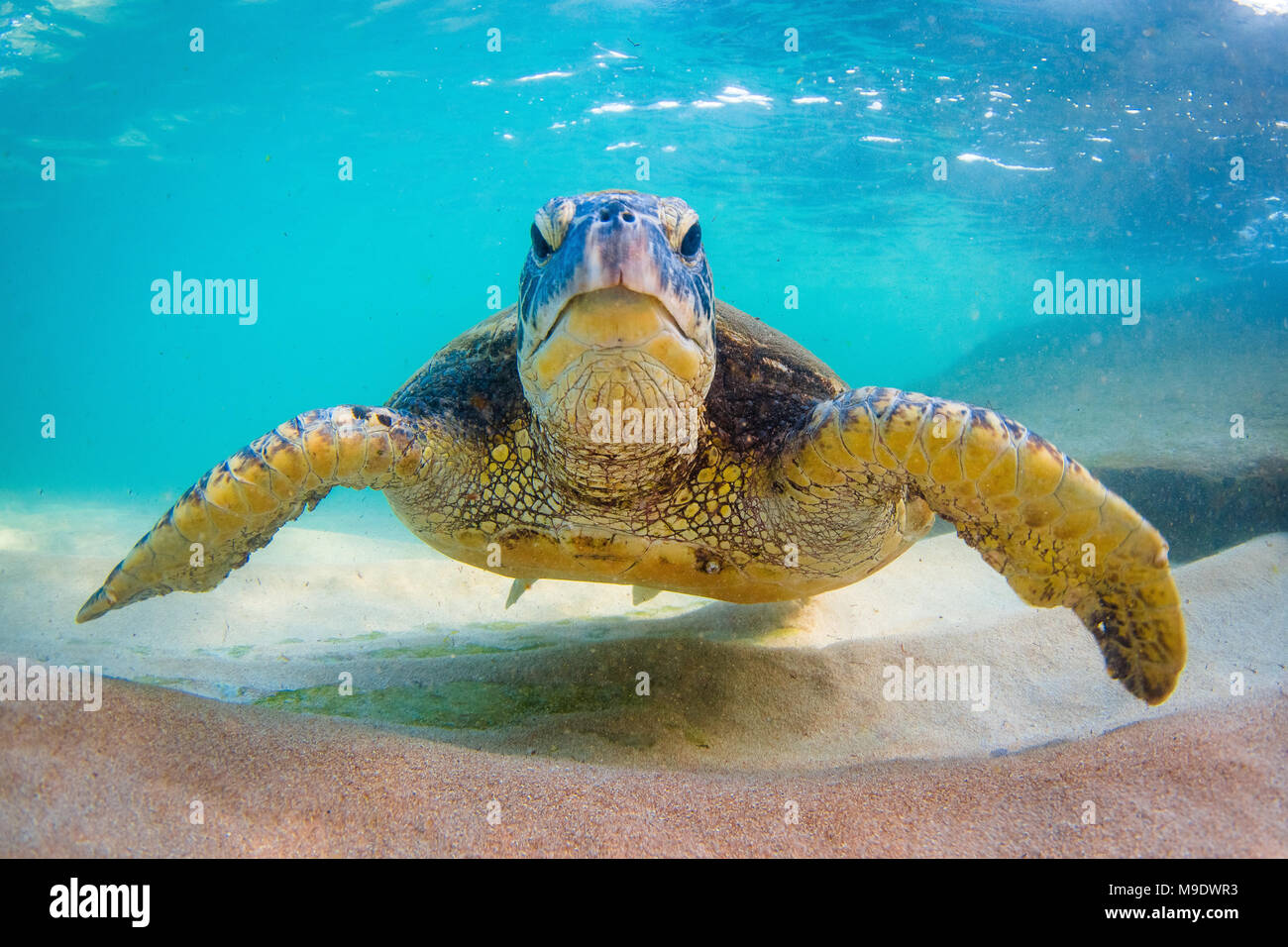 Hawaiian Green Sea Turtle swimming underwater Stock Photo - Alamy