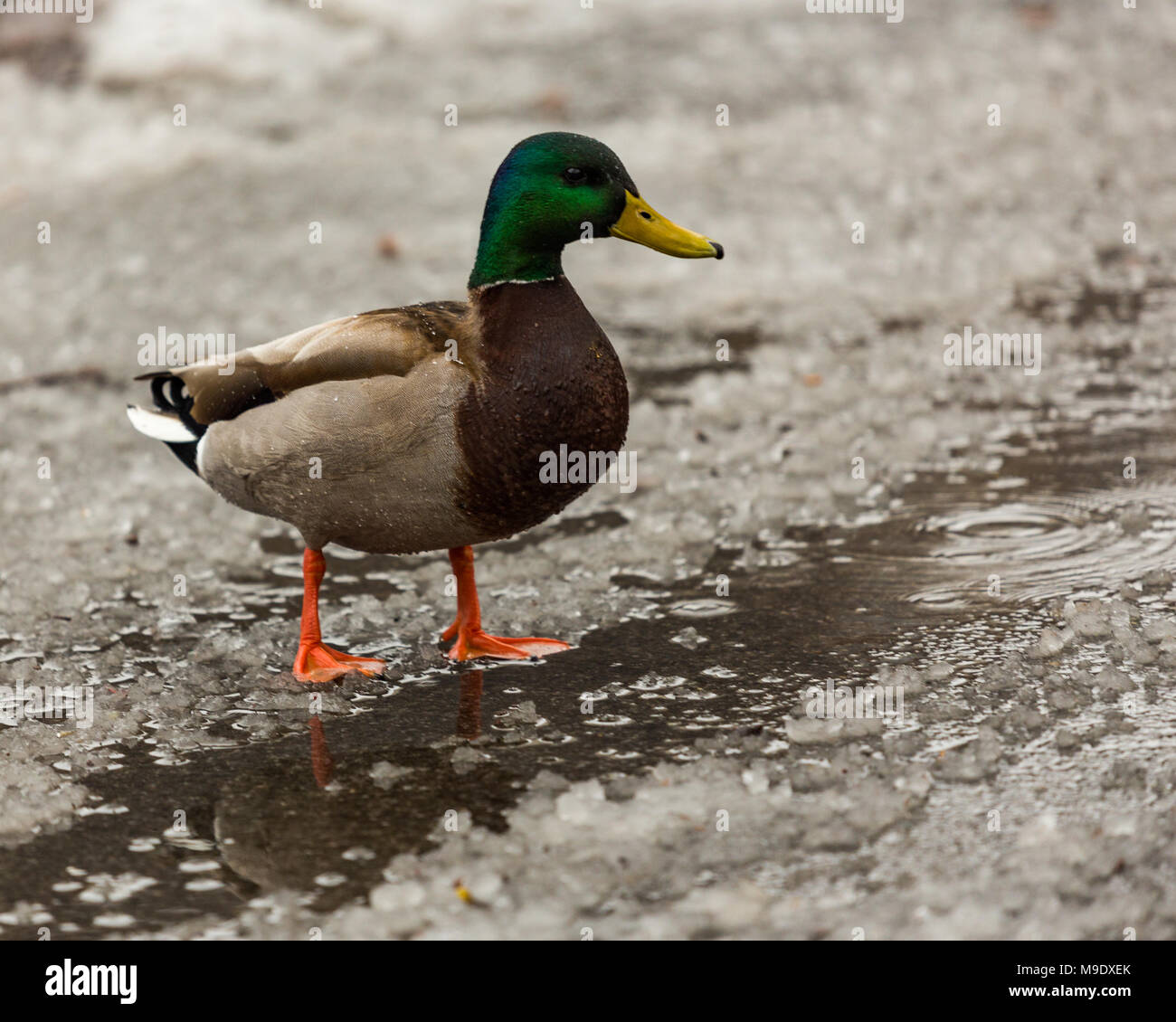 Cold duck hi-res stock photography and images - Alamy