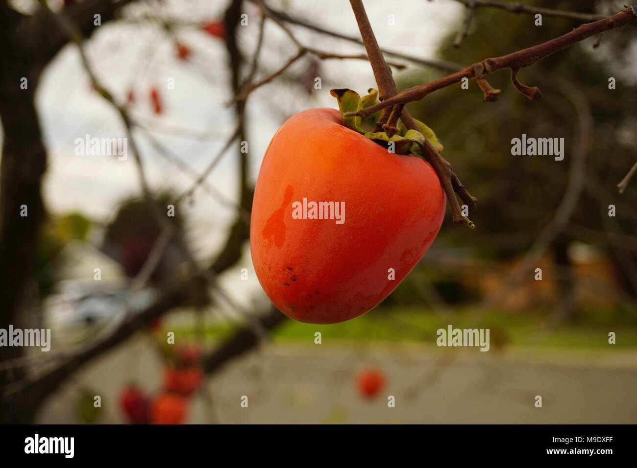 Cyndee brown hi-res stock photography and images - Alamy