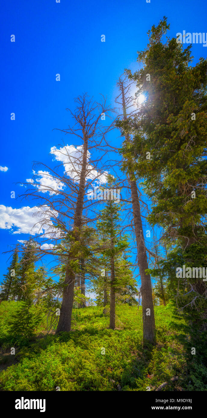 Tall green pine trees, lush vegatation under bright blue sunny sky with ...