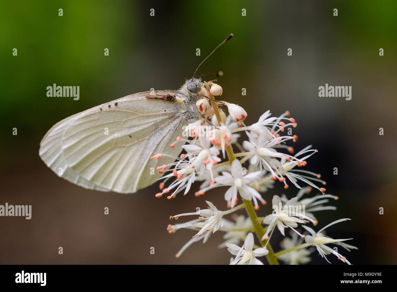 Appalachian Azure Butterfly on a Wildflower in the Smoky Mountains in ...