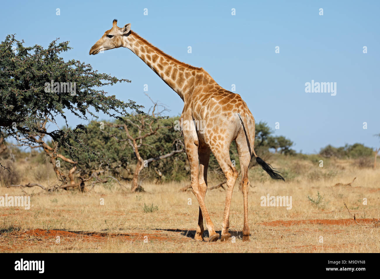 A southern giraffe (Giraffa camelopardalis) in natural habitat, South ...
