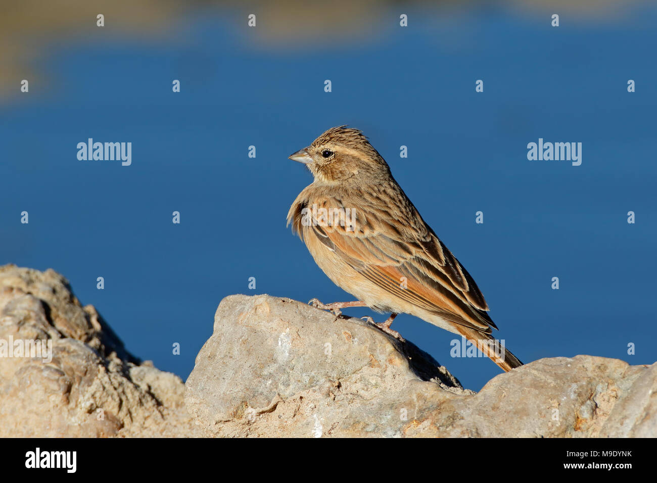 Lark bunting hi-res stock photography and images - Alamy