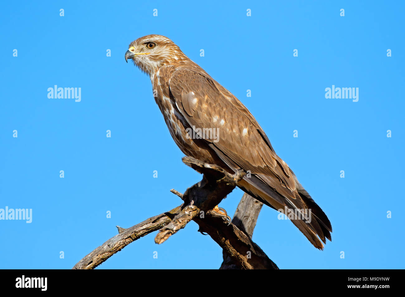 African steppe hi-res stock photography and images - Alamy