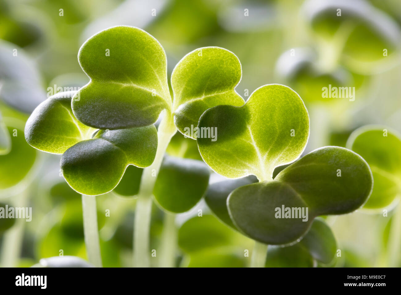 Broccoli sprouts hi-res stock photography and images - Alamy