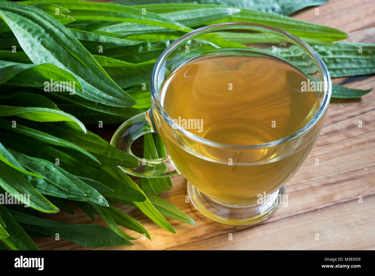 Plantain tea with fresh ribwort plantain leaves in the background Stock ...
