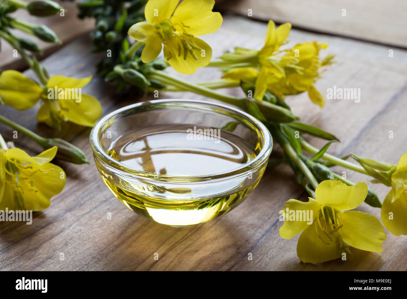 Evening primrose oil in a glass bowl, with fresh evening primrose ...