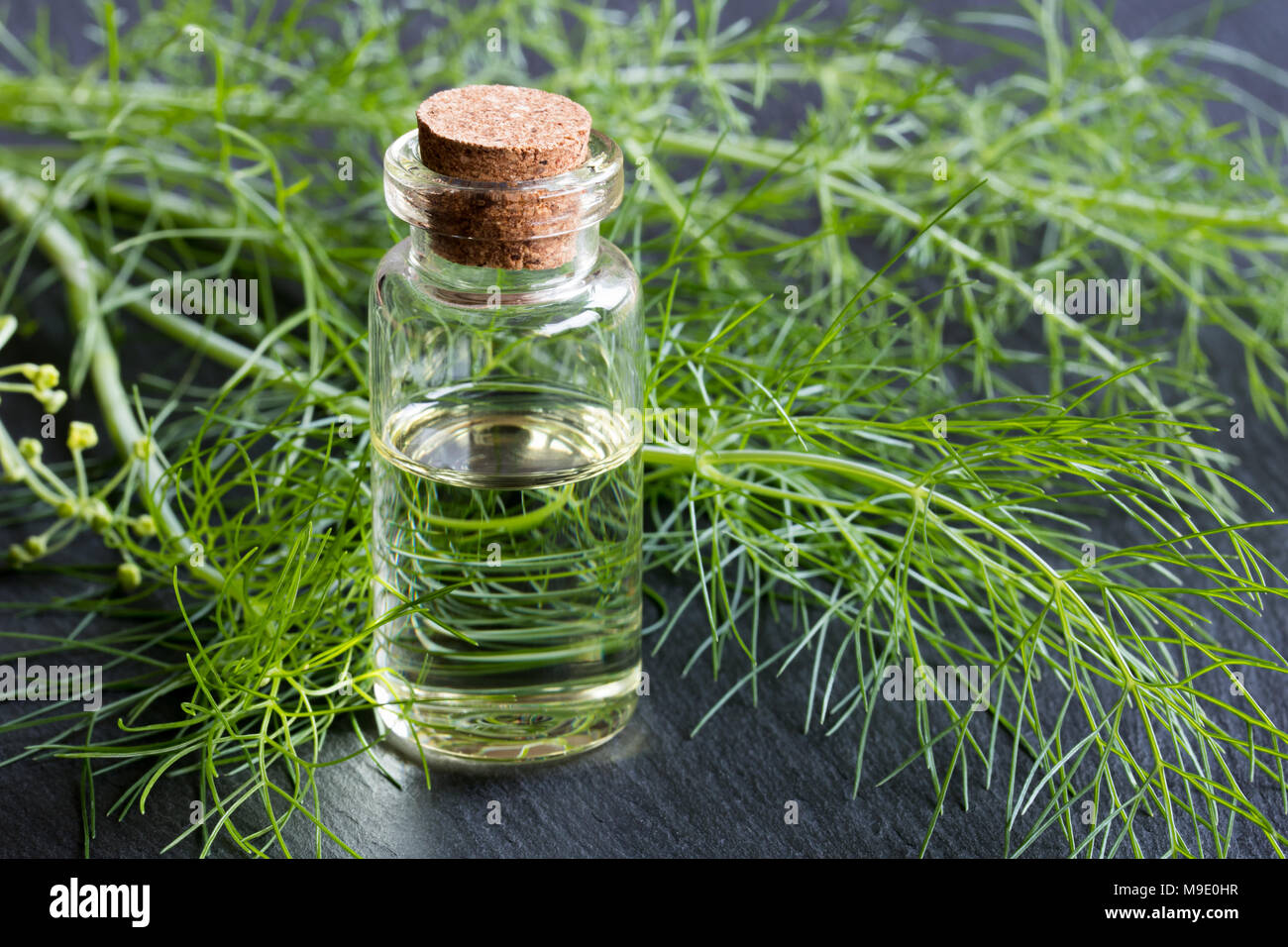 Fennel tops hi-res stock photography and images - Alamy