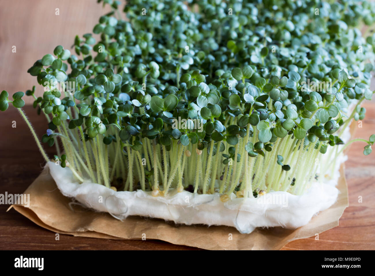 Yellow mustard sprouts growing on cotton wool Stock Photo - Alamy
