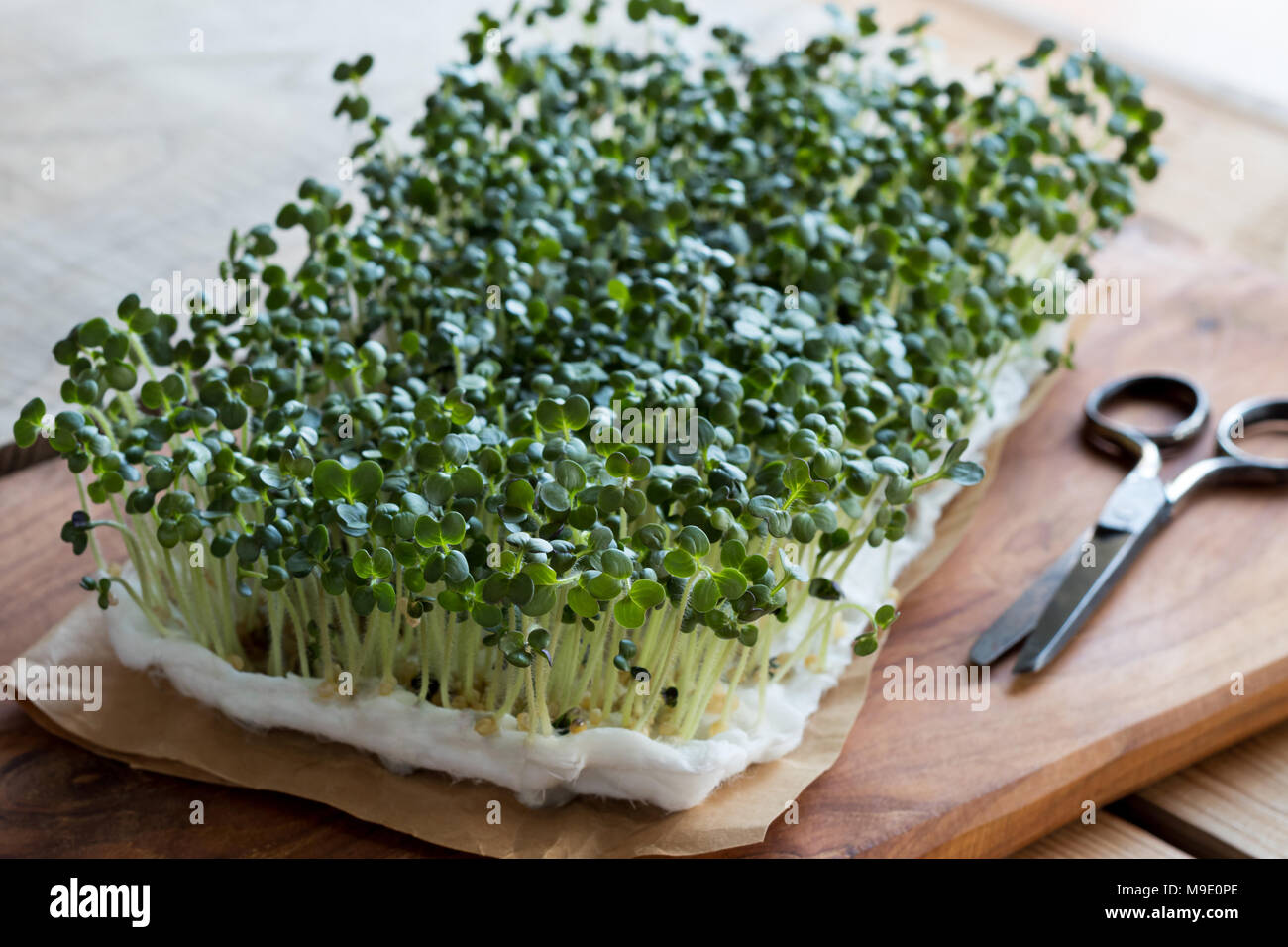 Yellow mustard sprouts growing on cotton wool Stock Photo - Alamy