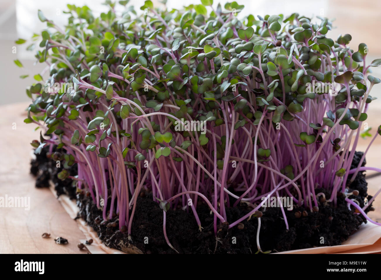 Young red cabbage microgreens hi-res stock photography and images - Alamy