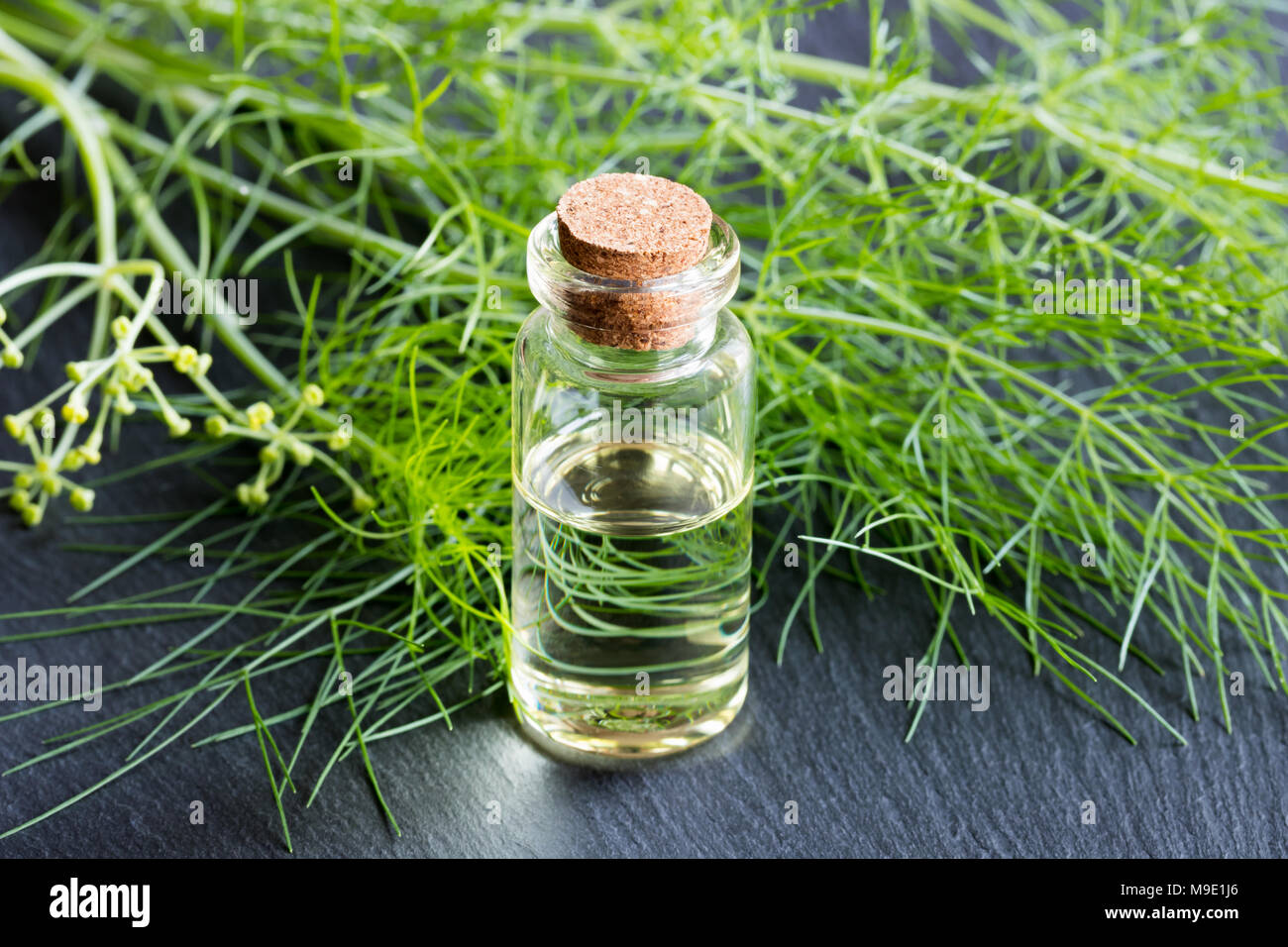 Fennel tops hi-res stock photography and images - Alamy